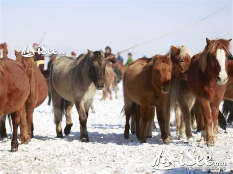 Завхан аймгийн Тосонцэнгэл сум 44 5 мянган толгой малыг нядалж худалдан борлуулахаар бэлтгэжээ