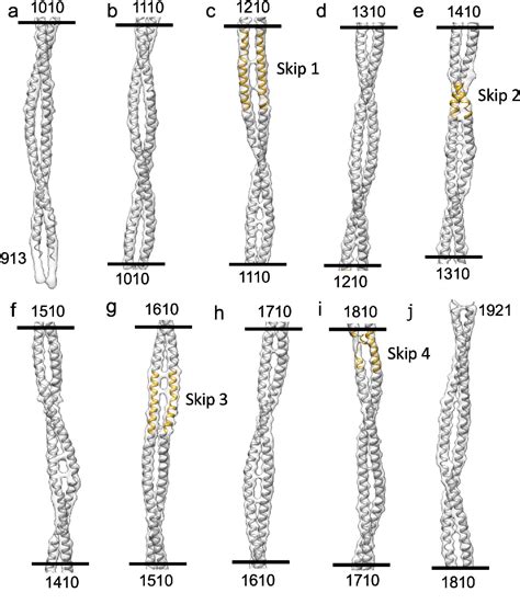 Figure 1 From Structure Of The Drosophila Melanogaster Flight Muscle