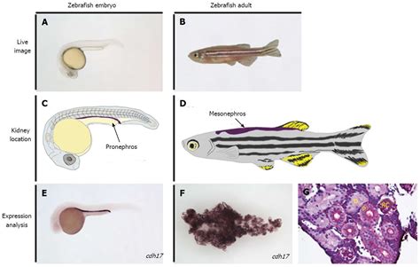 Zebrafish Embryo Anatomy