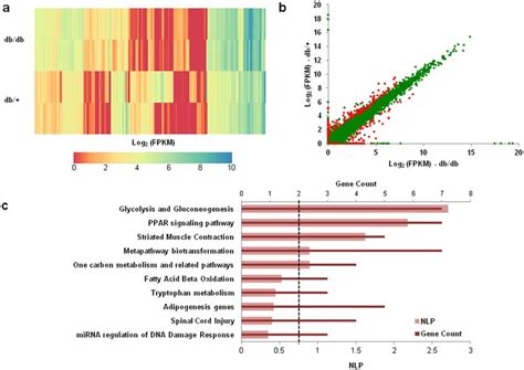 representation of differentially expressed genes in the db db mice