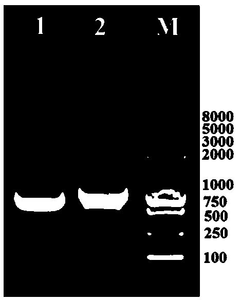 Method For Synthesizing L Ornithine By Using Recombinant