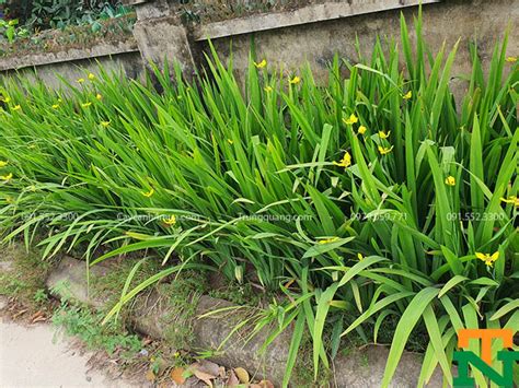 Cây Lan Rẻ Quạt