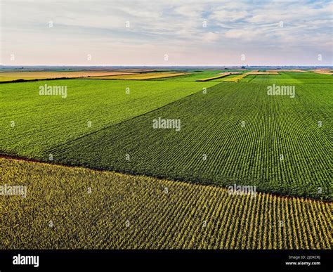 Drone View Of Vast Corn And Soybean Fields Stock Photo Alamy