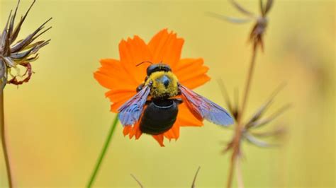 Do All Bees Sting Information And Facts Pestopped