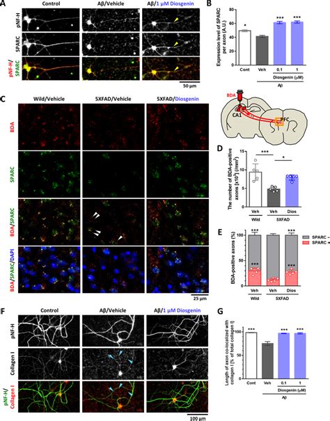 Interaction Of Sparc On Axonal Membranes With Extracellular Collagen I