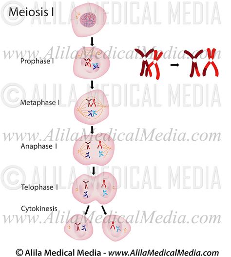Prophase 1