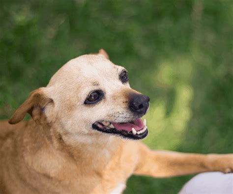 Lo Que Necesitas Saber De Los Chihuahua Perrhijos