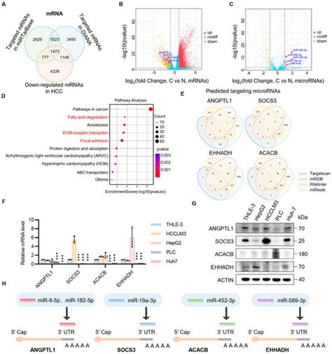 Biomedicines Special Issue Microrna And Its Role In Human Health