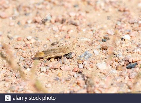 Carolina Grasshopper Dissosteira Carolina On The Ground In Colorado