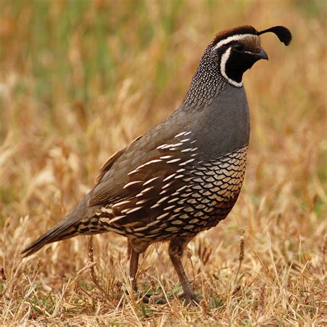 California Quail Norfolk Island National Park Parks Australia