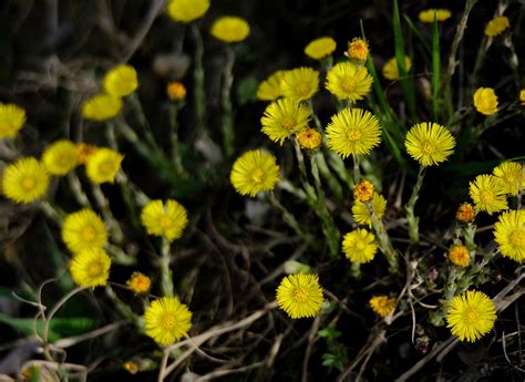 Coltsfoot Medicinal Medicines Free Photo On Pixabay Pixabay