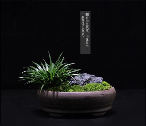 金钱菖蒲微景观盆景 盆景 中国古风图片素材大全 古风家