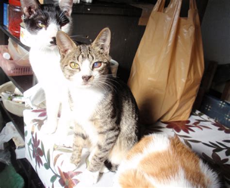 ビックリ多頭飼い 家なき猫
