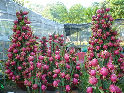 Pitaya Hylocereus Undatus Natureza Bela