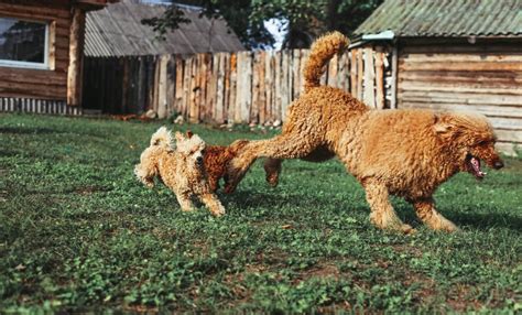 토이 푸들 성격 및 특징 똑똑하고 눈치 빠른 사랑둥이 비마이펫 라이프 토이 푸들 성격 및 특징 똑똑하고 눈치 빠른 사랑둥이 비마이펫 라이프