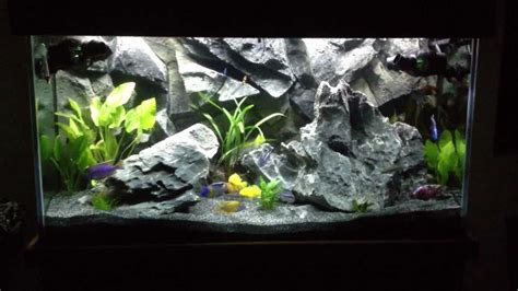 75 Gallon Cichlid Community Tank Youtube