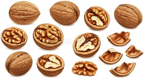 Walnu Stock Illustrations 6 Walnu Stock Illustrations Vectors And Clipart Dreamstime