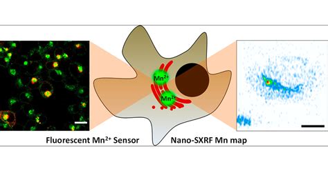 Manganese Mapping Using A Fluorescent Mn2 Sensor And Nanosynchrotron X Ray Fluorescence Reveals