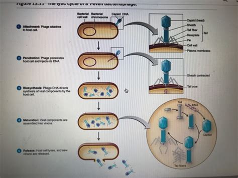 Ch 13 Microbio Flashcards Quizlet