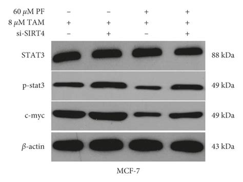 Deletion Of Sirt4 Increases The Activation Of Stat3 In Er Positive