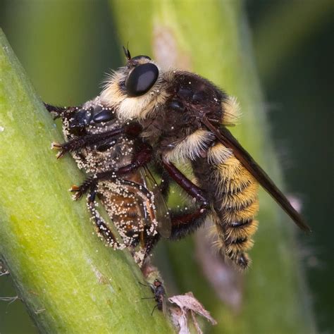 Flying Insect Identification