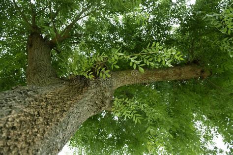Very Tall Trees Seen From Below Stock Image Image Of Park Spring