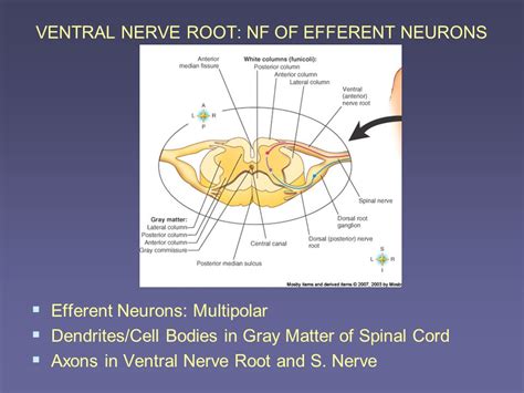Biology 210 Chapter 13 The Central Nervous System Ppt Video Online