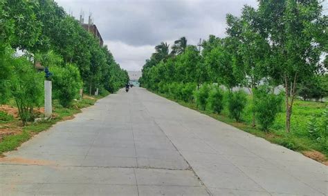 Residents Call For Removal Of Roadside Kono Carpus Trees Telangana