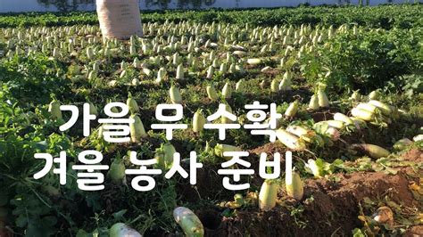가을 무 수확 완료 겨울 농사 준비 Youtube