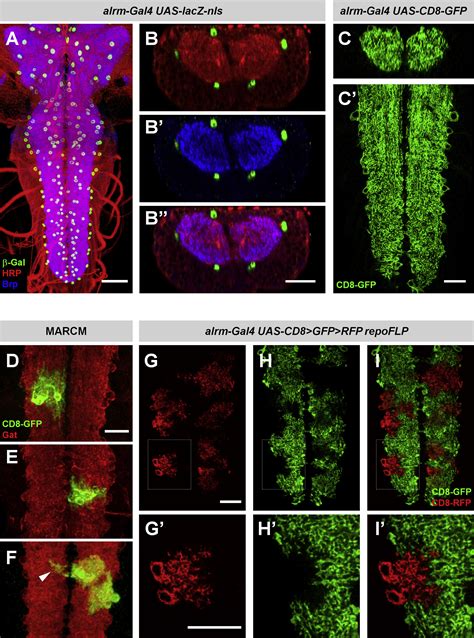 Neuron Glia Interactions Through The Heartless Fgf Receptor Signaling