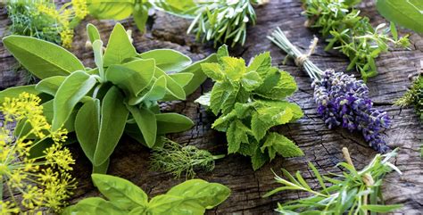 30 Plantas Medicinales Que Podemos Cultivar En Casa Naturitas Consejos Porn Sex Picture