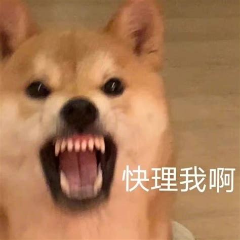 分享一些最近很火可爱沙雕生气暴躁的表情包 知乎