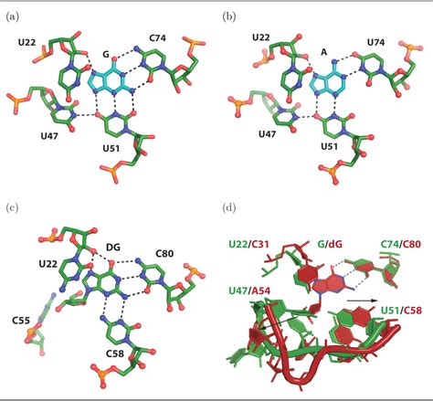 Figure 11 From Structure And Function Of Cobalamin Riboswitches