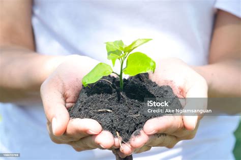 한 청녀의 손에 흙과 식물을 손에 들고 보살핌과 성장을 보여주고 있습니다 자연 관리의 개념 개념에 대한 스톡 사진 및 기타 이미지 Istock