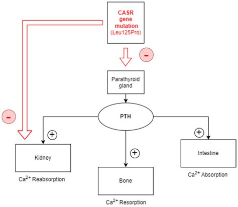 Autosomal Dominant Hypocalcemia Type 1 And Neonatal Focal Seizures