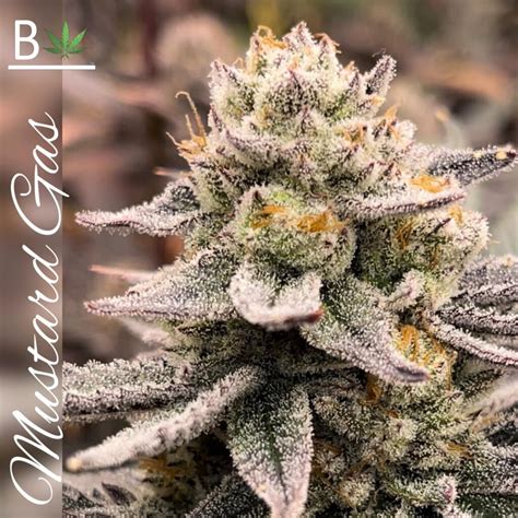 Mustard Gas Beleaf Genetics Seedtopia Cannabis Seeds Shop In Thailand