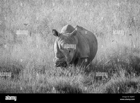 White Rhino Bull Standing In Black And White In The Grass In South