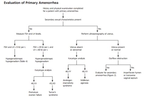 Amenorrhea Flashcards Quizlet