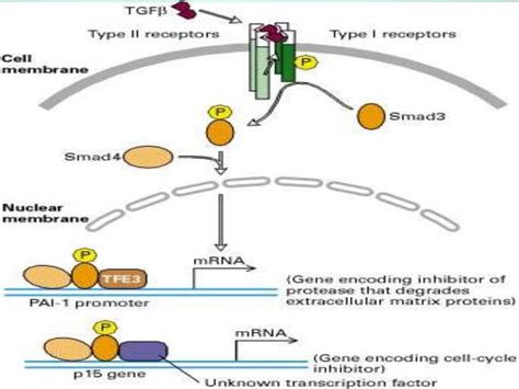 Mutation Causing Loss Of Cell Cycle Ppt