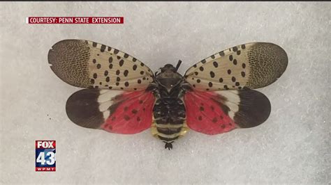 Diy Spotted Lantern Fly Traps