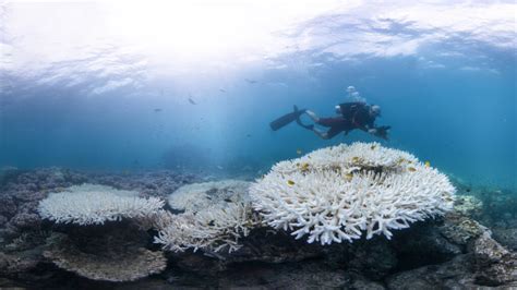 The Great Barrier Reefs Latest Bout Of Bleaching Is The Fifth In Eight