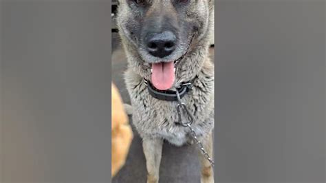 공장개ㅡ먹을땐개를건들면안되요 Youtube