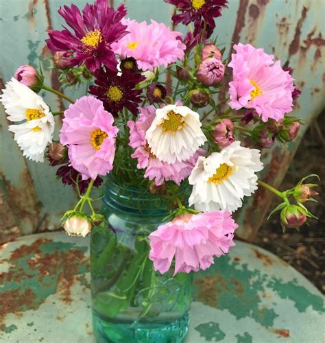 Double Cosmos Seeds Double Click Cosmos Mix Great For Cut Etsy