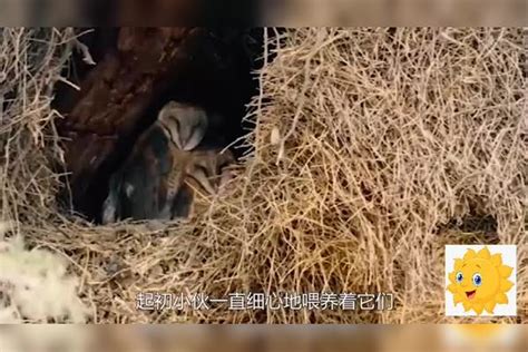 农村小伙上山发现4只猴脸怪鸟专家看到后还好没放生