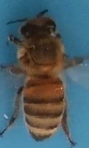Beehive Object Detection Dataset And Pre Trained Model By Alice