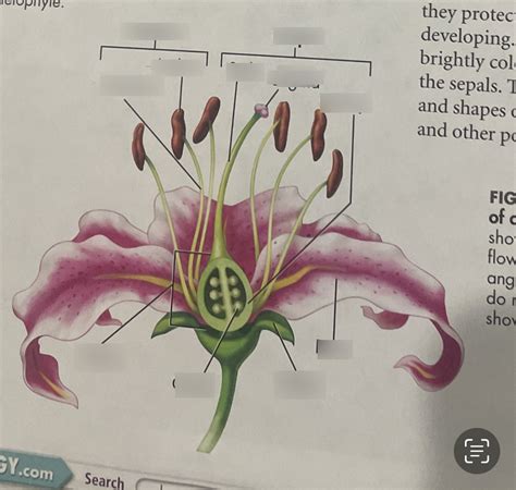 Labeling Parts Of A Flower Diagram Quizlet