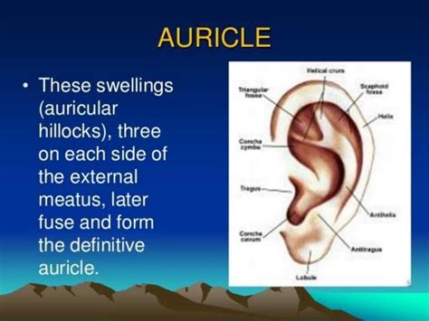 Embryology And Malformation Of Ear Pptx