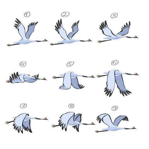 Crane Animation Bird Animation Nine Key Frames Cranes Isolated On White Background Premium