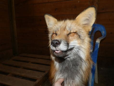 Fox Лиса счастье Sandbox Fandoms картинки гифки