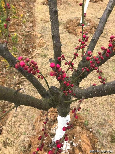几枝腊梅俏争春 搜狐大视野 搜狐新闻